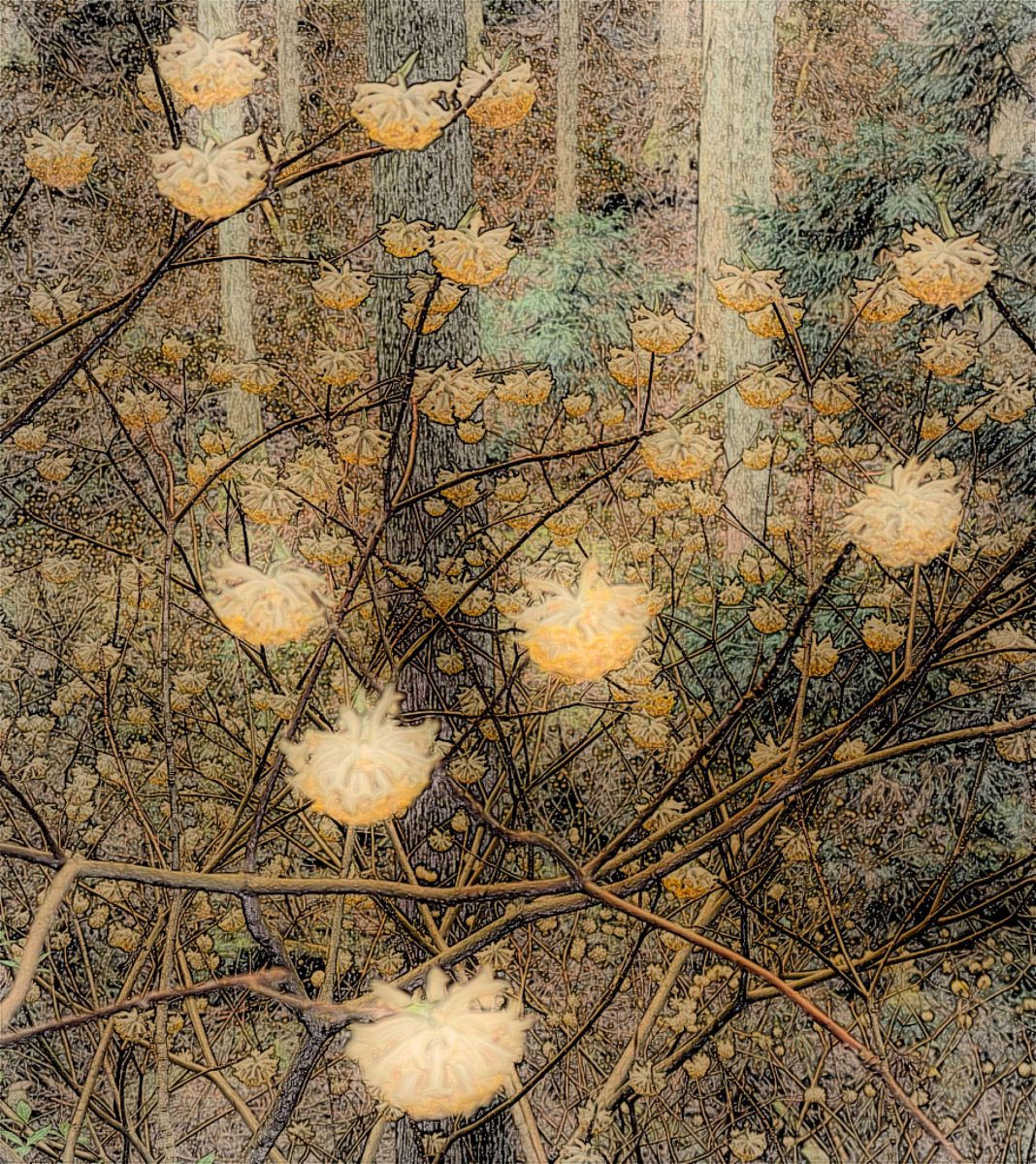 ミツマタの森*ART* | GANREF