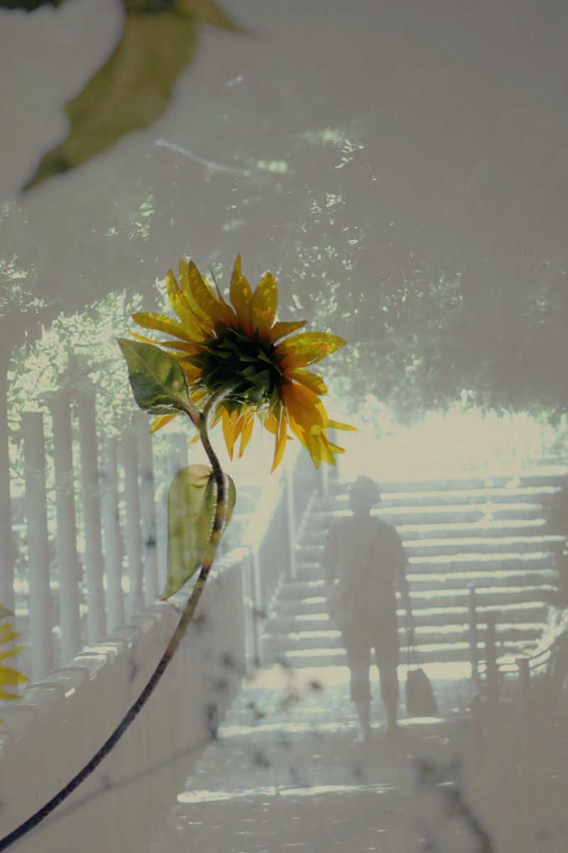 遠い夏の記憶 vol.2 | GANREF