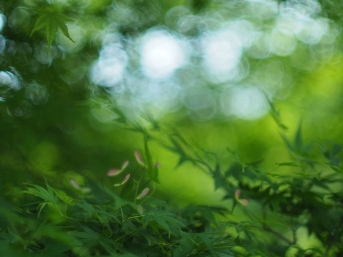 green season* の光り | GANREF