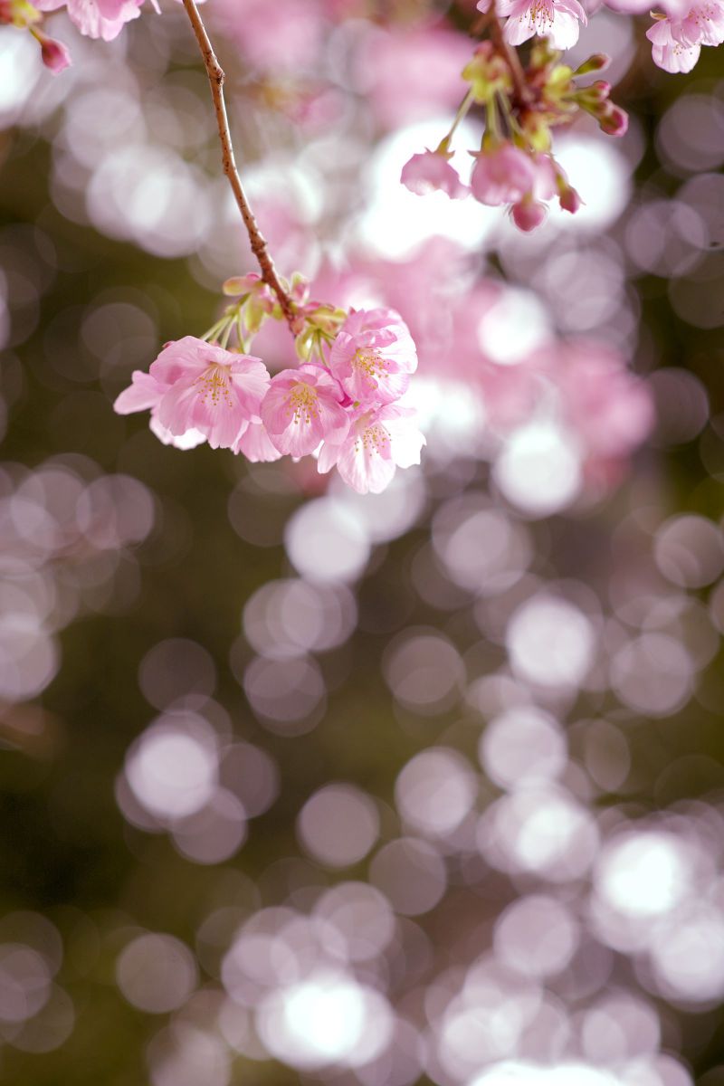 Cherry bubbles | GANREF