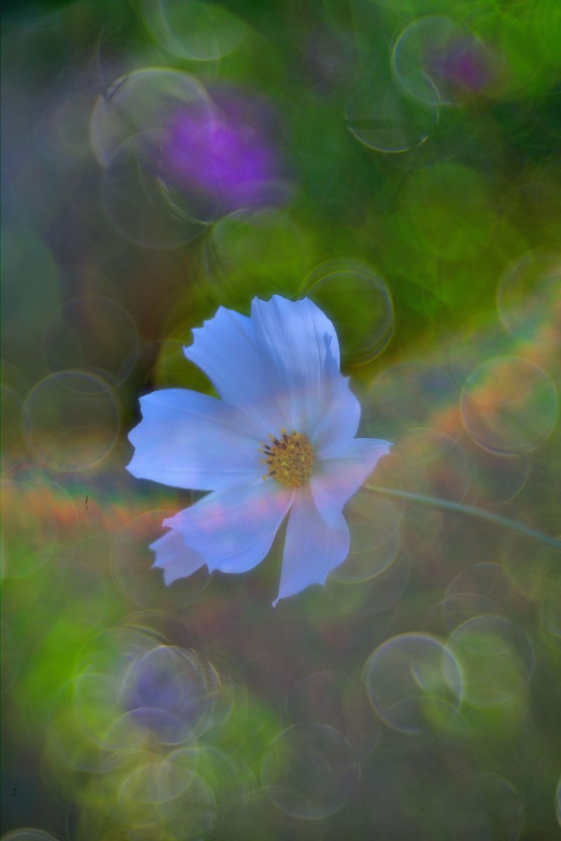 green magic | GANREF