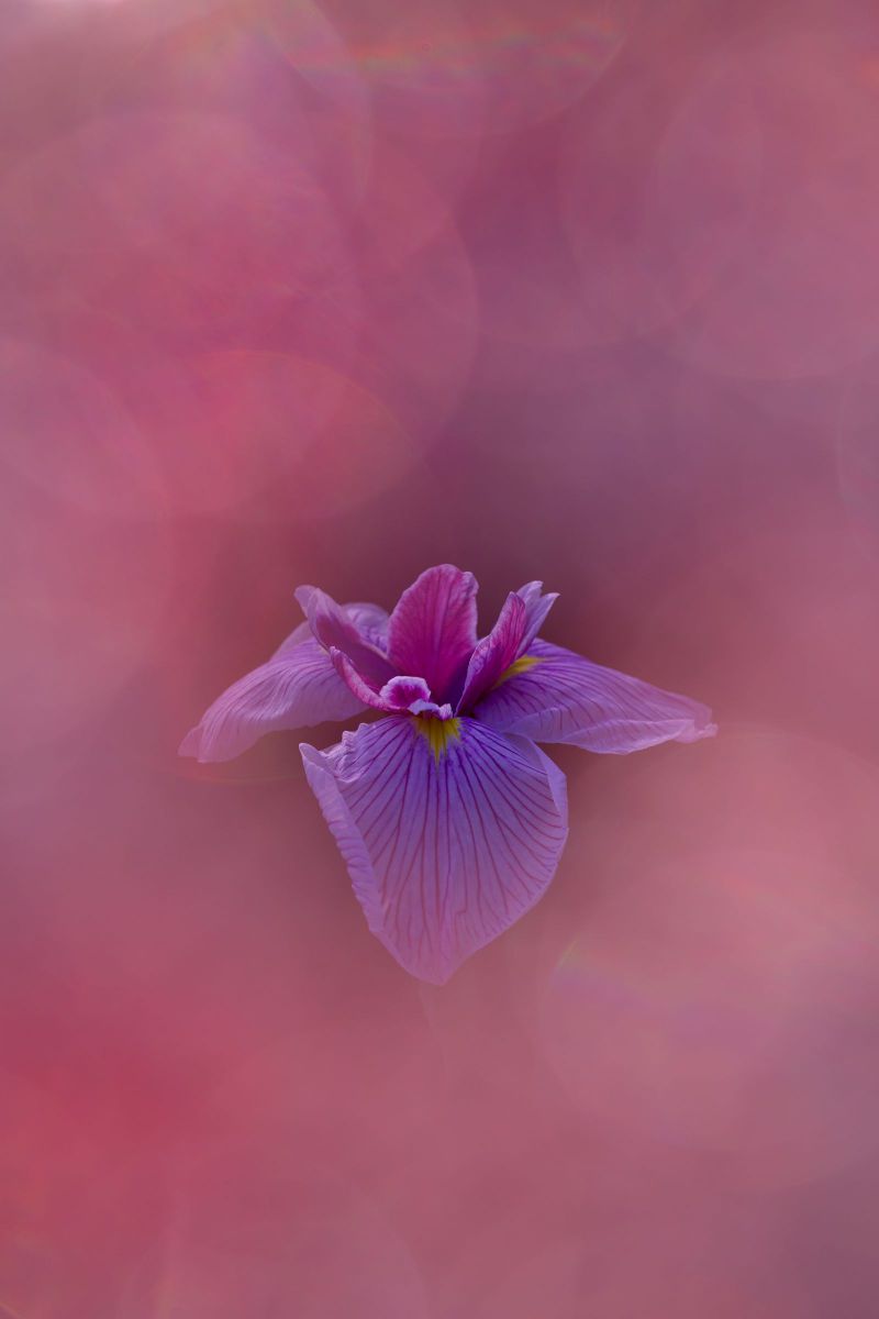 SCARLET IRIS | GANREF