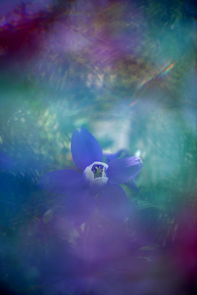 Rainbow Aura | GANREF