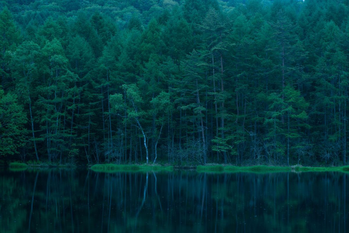 The echo of the forest | GANREF