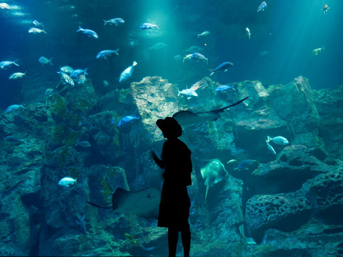 1人だけの水族館 | GANREF