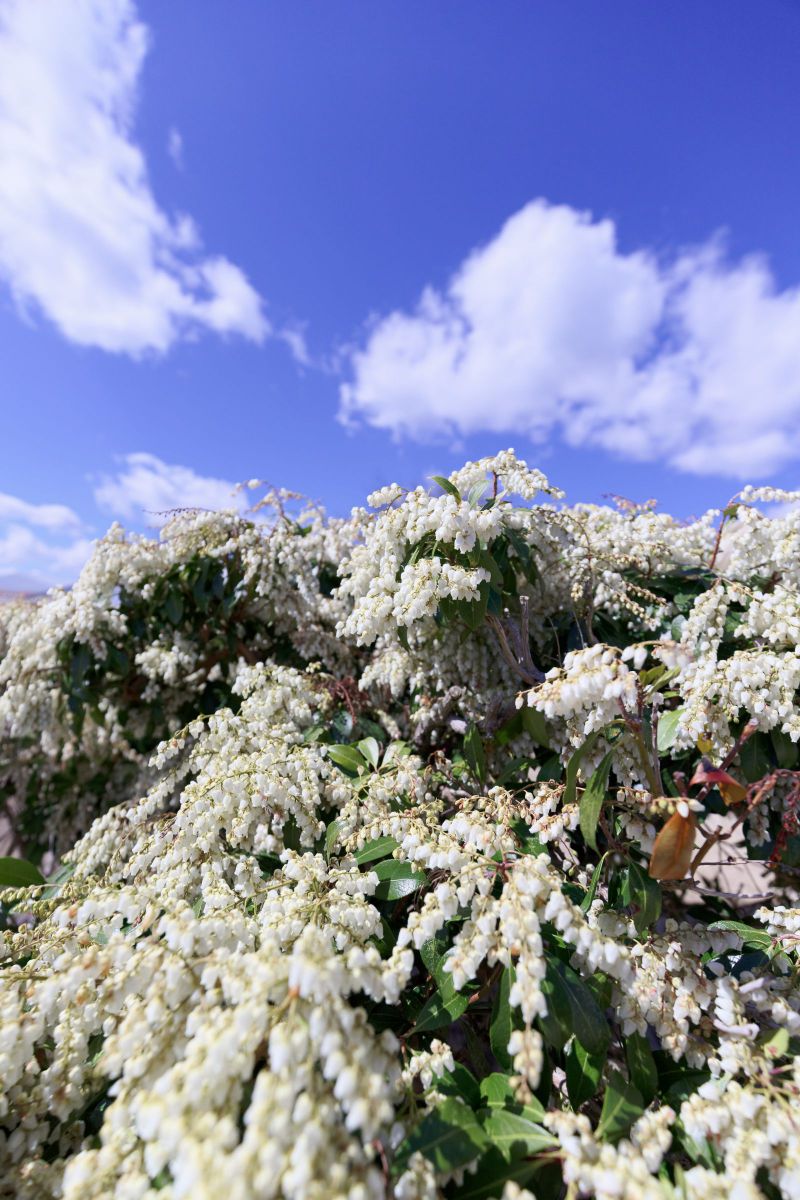 馬酔木（アセビ） | GANREF