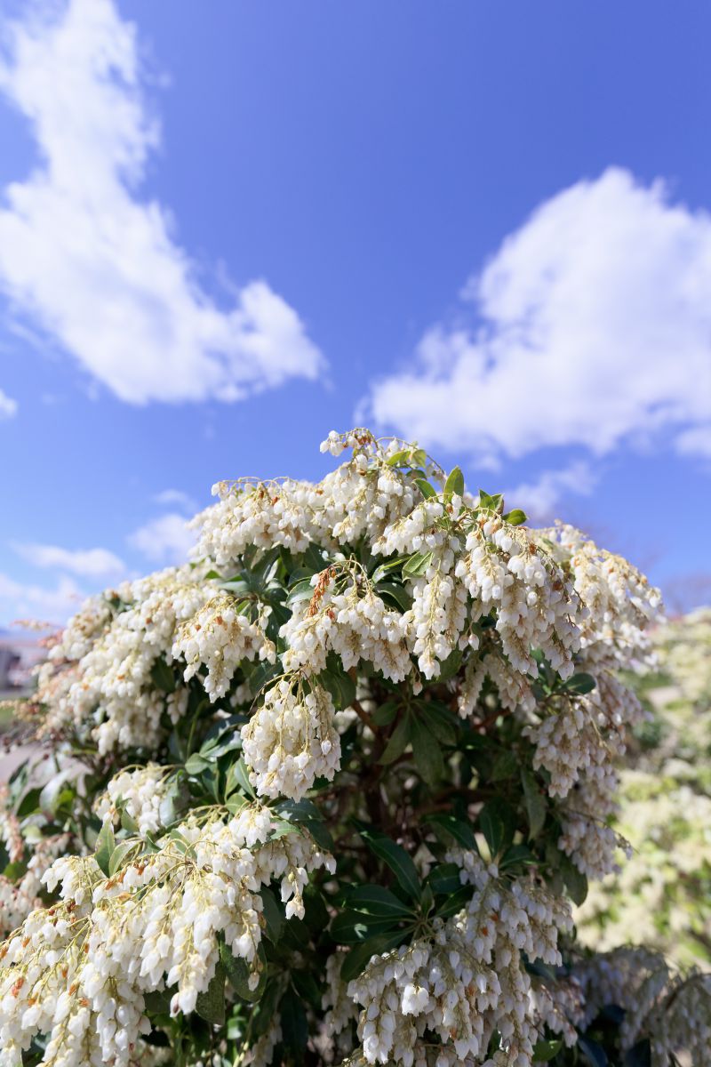 馬酔木（アセビ）3 | GANREF