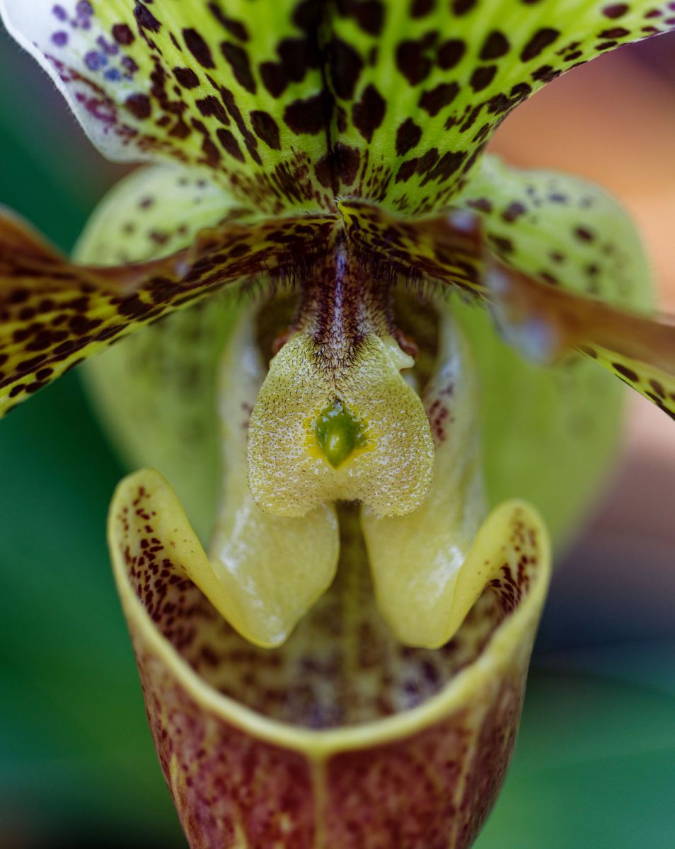 Alien or Predator ? | GANREF