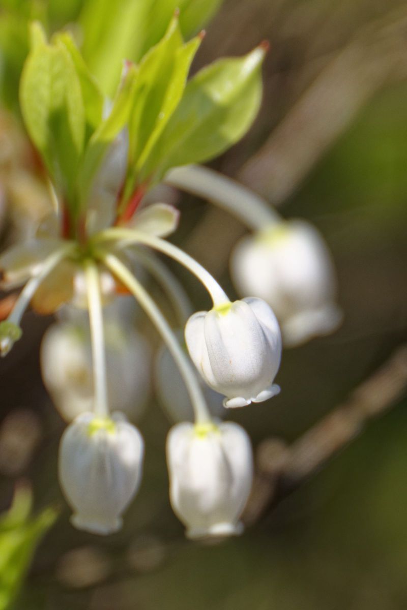 Pretty bell | GANREF