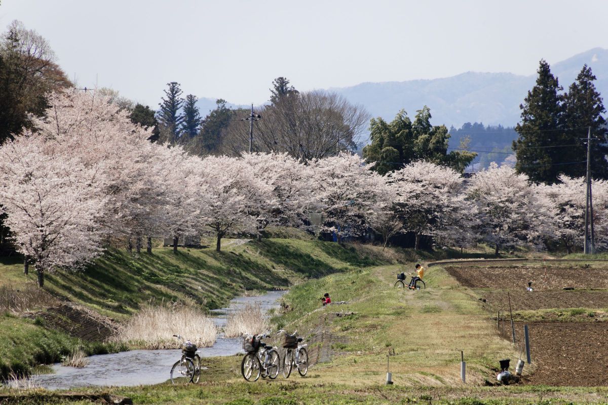 里川であそぶ子らと桜並木 | GANREF