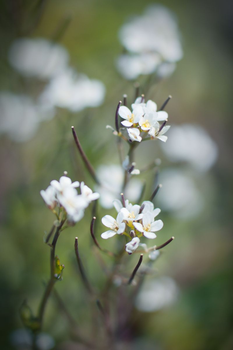 ミチタネツケバナ | GANREF