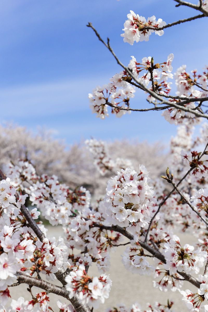 Finale №5 | GANREF