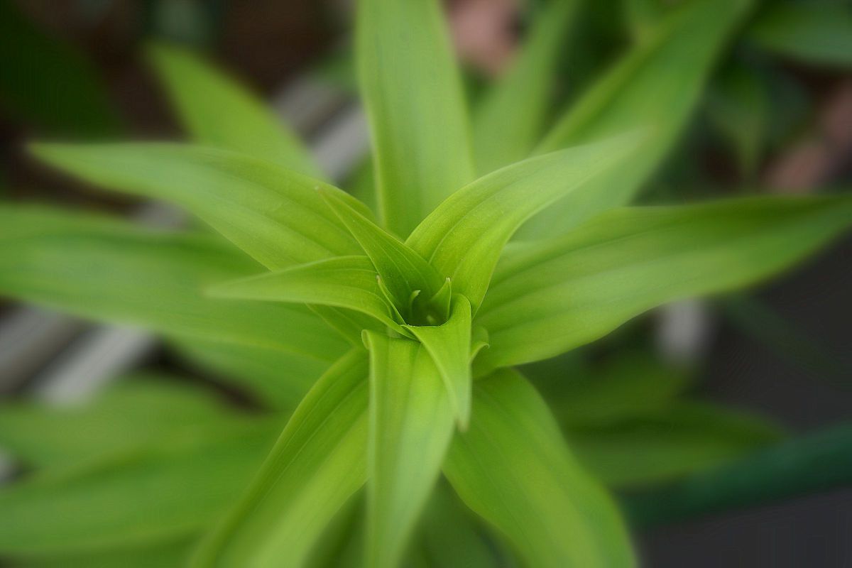 カサブランカ | GANREF