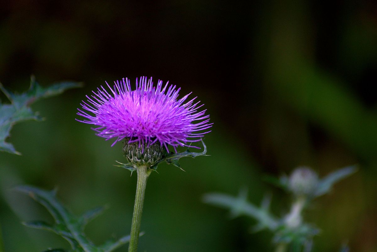 愛しき花 | GANREF