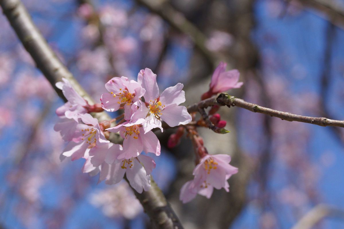 はじめまして～♪ | GANREF