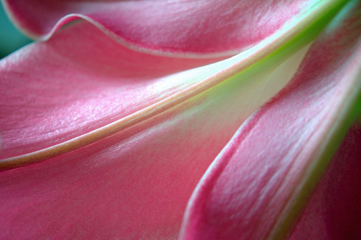 カサブランカ | GANREF