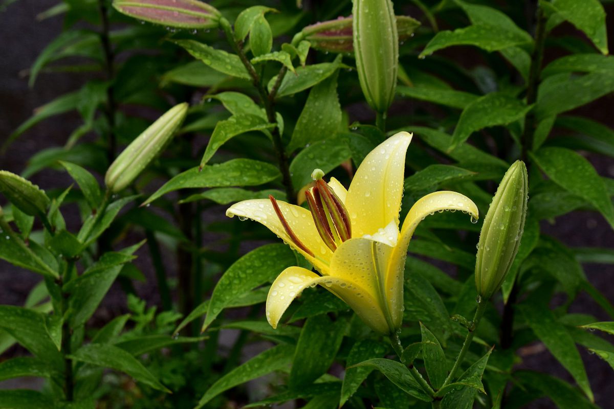 どしゃ降り | GANREF