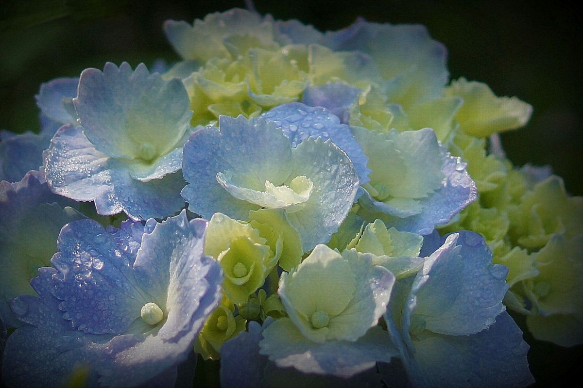 菜園の紫陽花 | GANREF