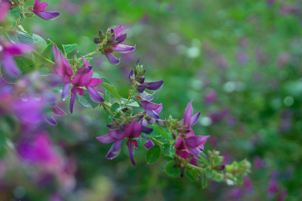 秋の訪れ | GANREF