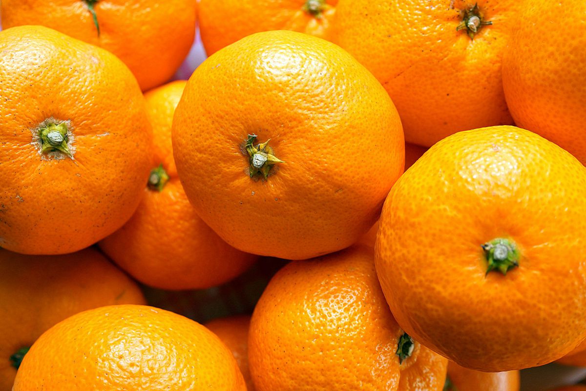 広島みかん | GANREF