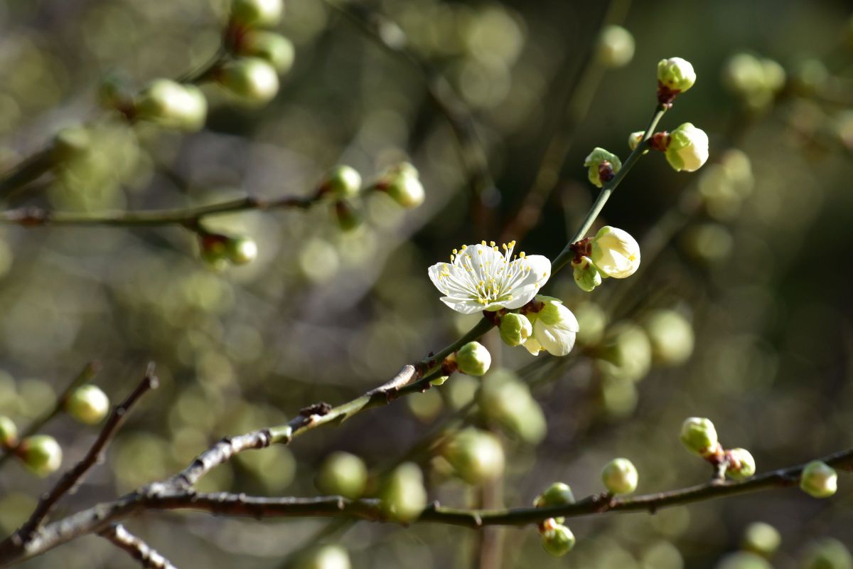 一輪ほどの暖かさ | GANREF