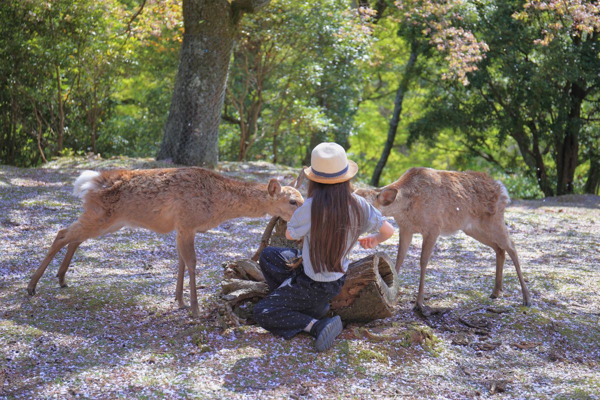 Wait Wait！ | GANREF