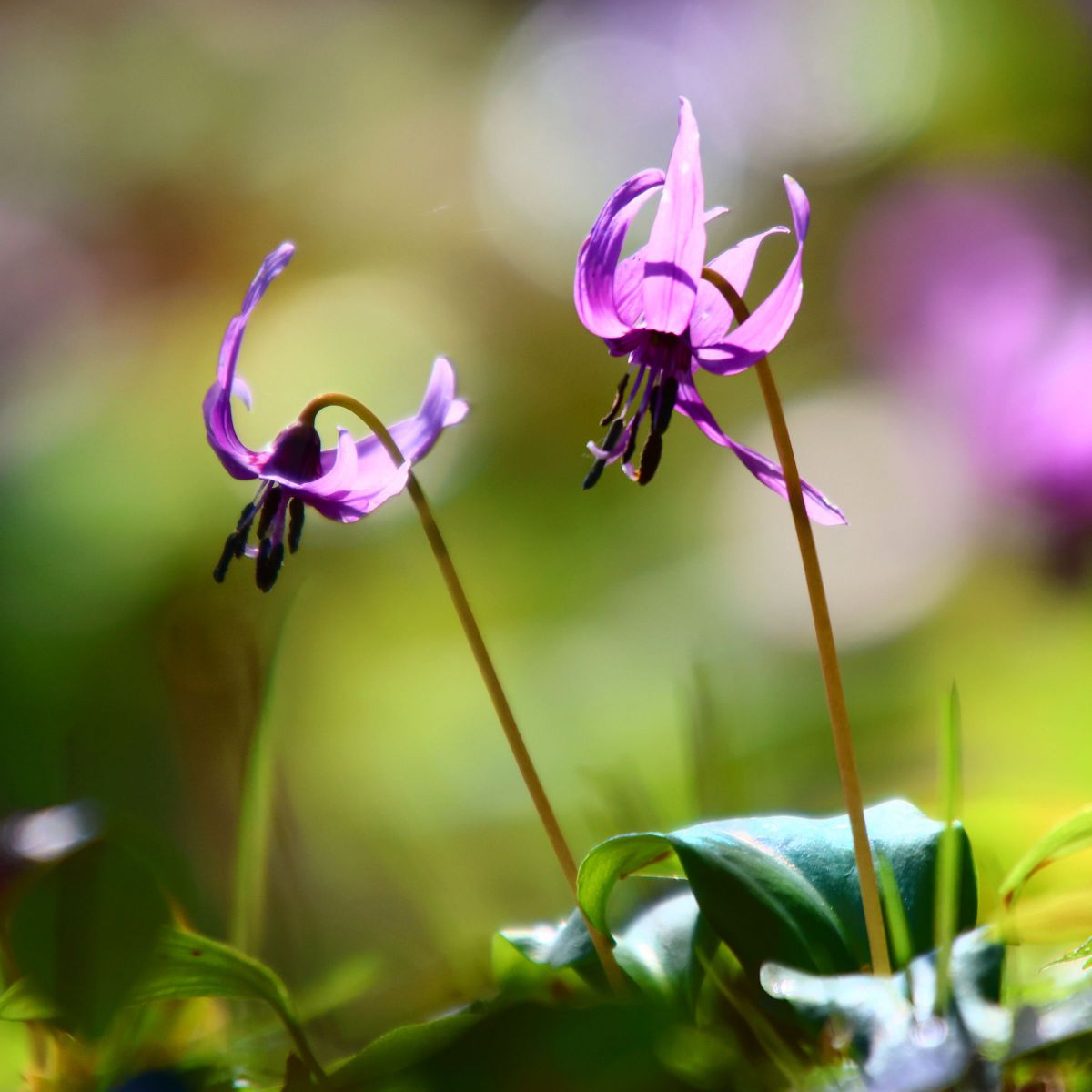 Spring Color Scene | GANREF