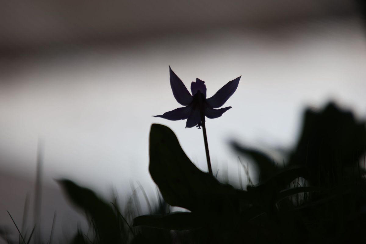 Spring Shadow Garden | GANREF