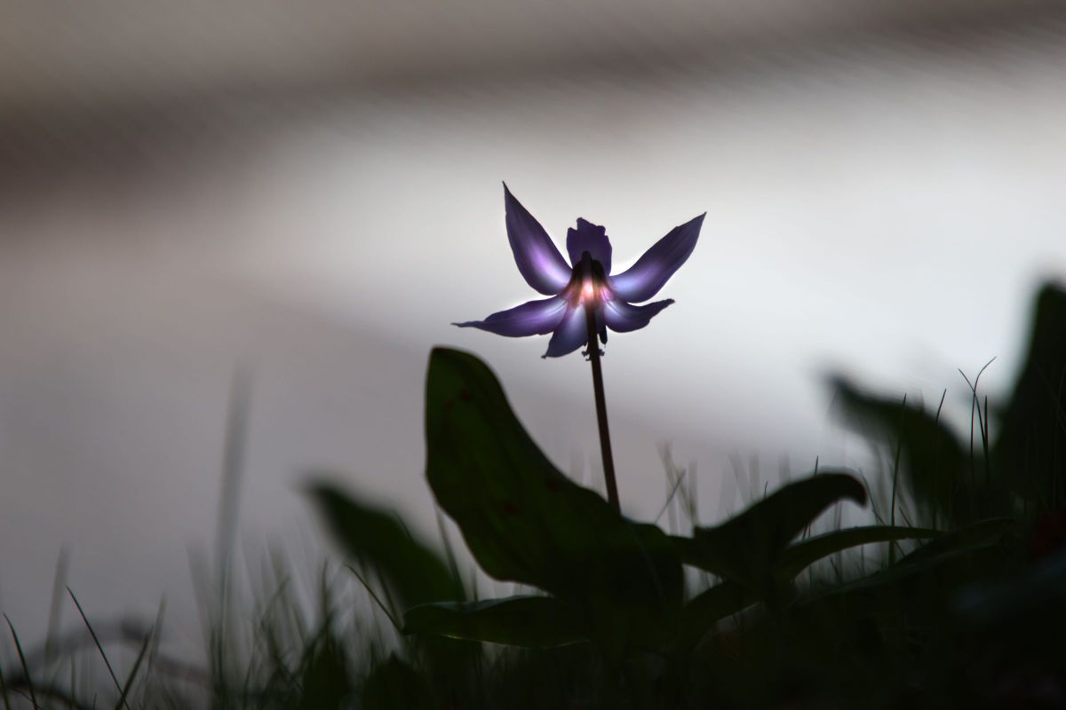 Spring Shadow Garden ver.2 | GANREF