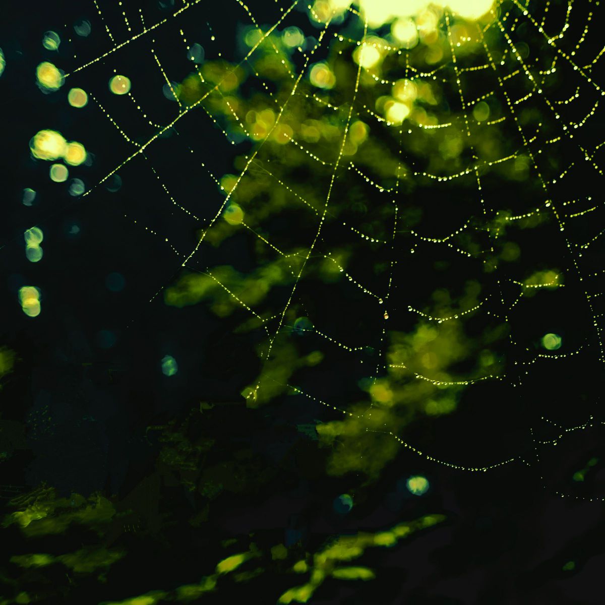 Spider Web | 蜘蛛の網 | GANREF