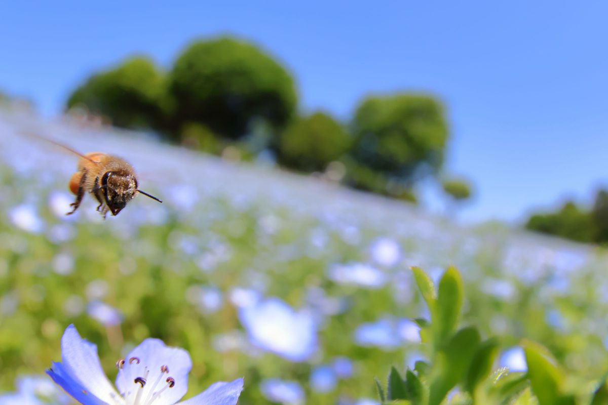 ride on blue | GANREF