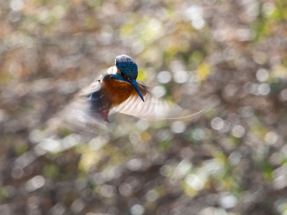 狂喜乱舞 ～玉ホバ～ | GANREF