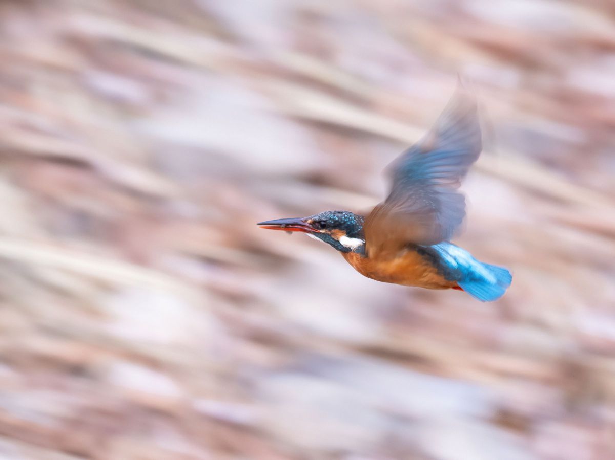 🐟咥えて🐟 | GANREF