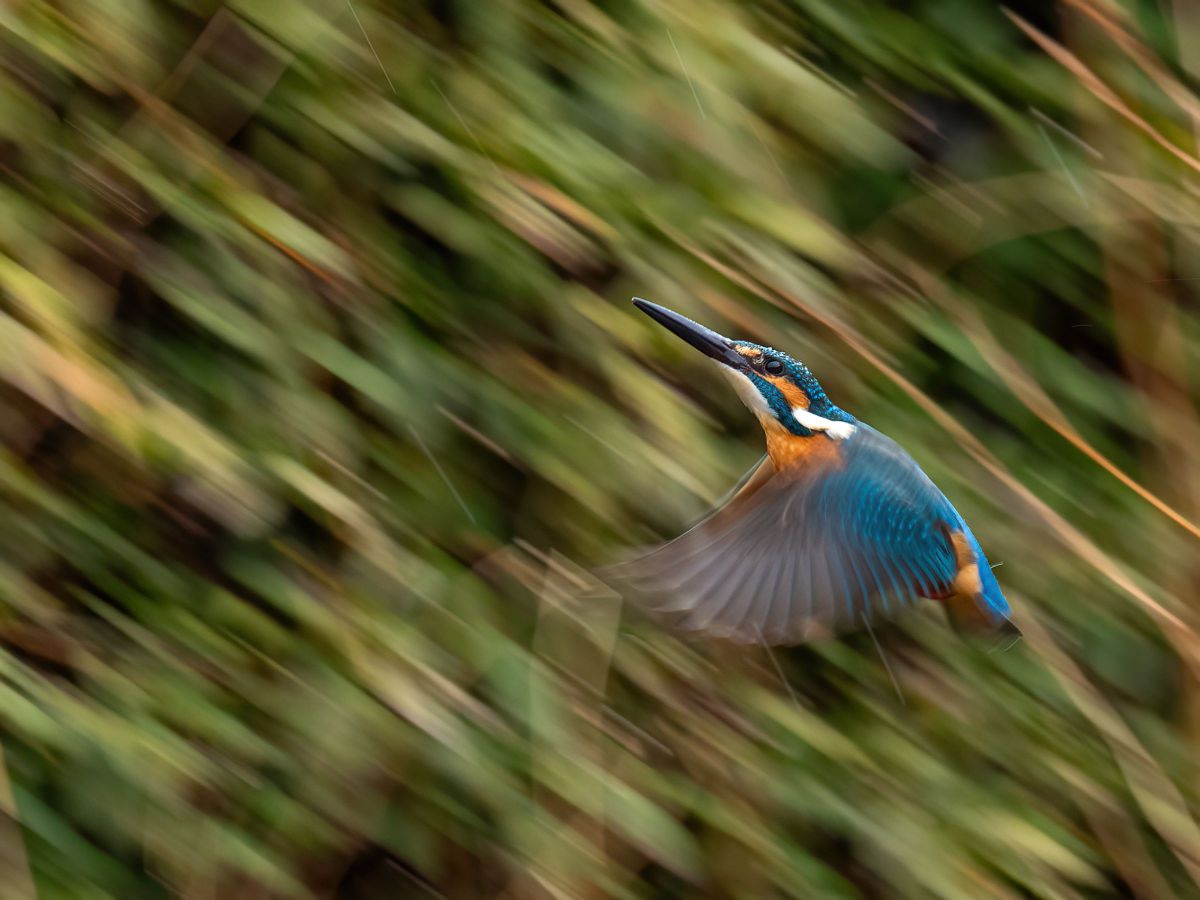 獲物獲れず退散中 | GANREF