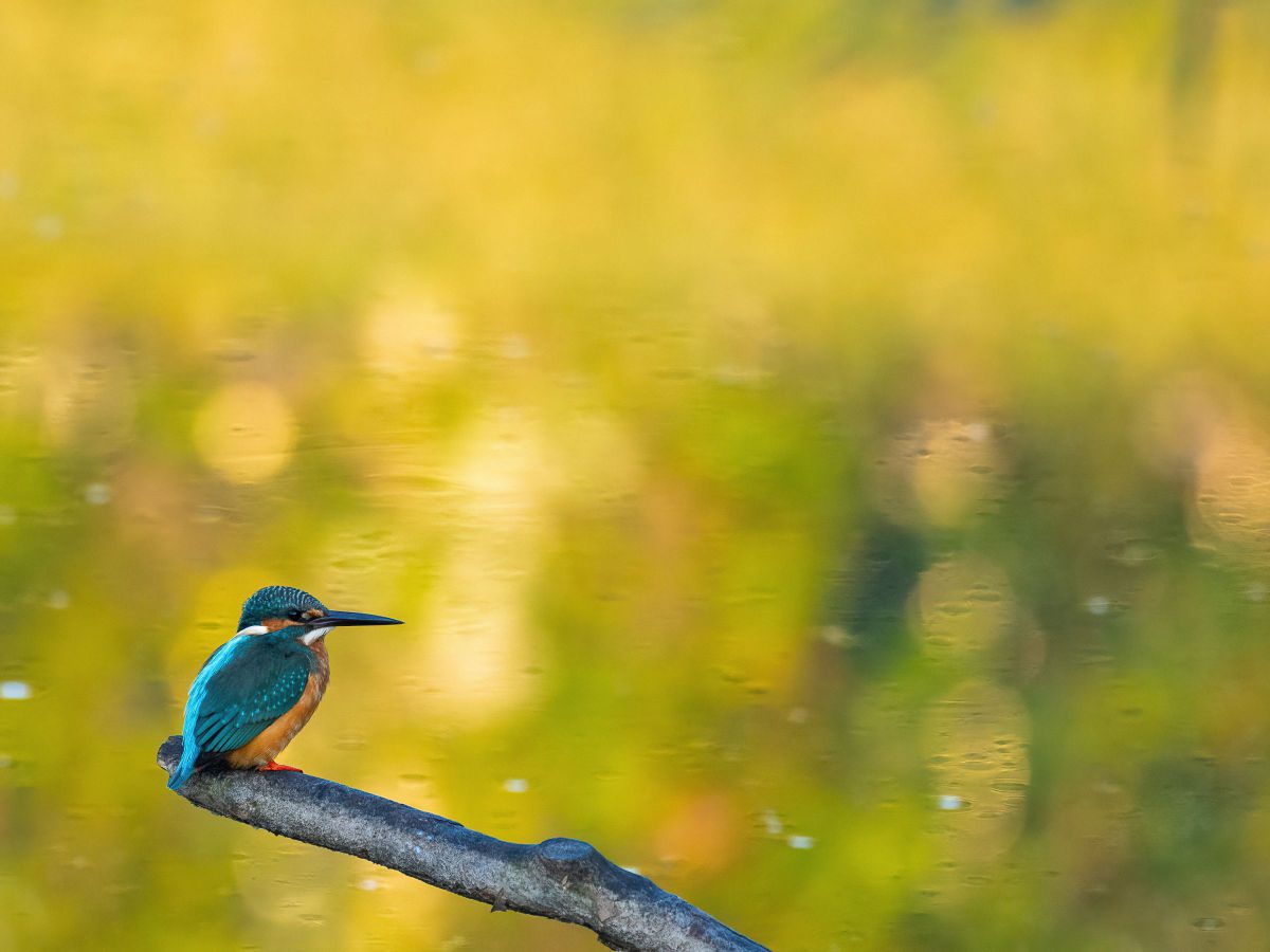 黄葉バック | GANREF