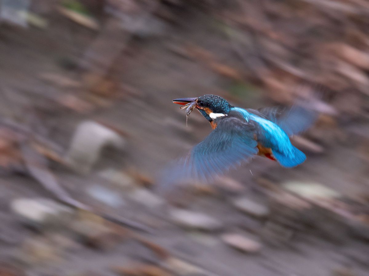 海老流し | GANREF