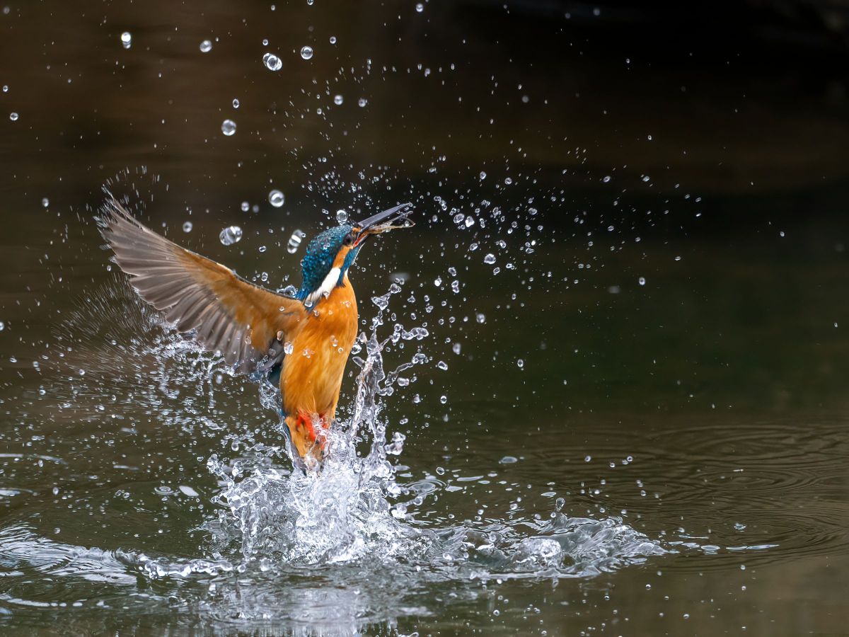 🦐🦐🦐 | GANREF