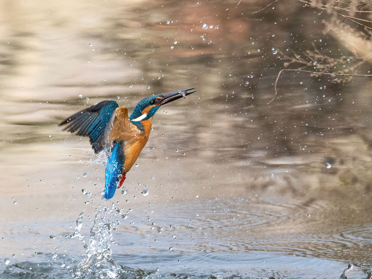 🦐🦐🦐 | GANREF