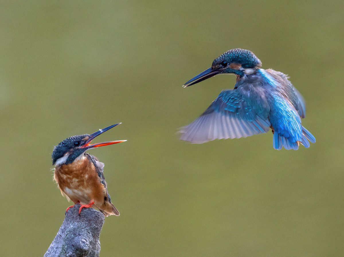 絆を深めて | GANREF