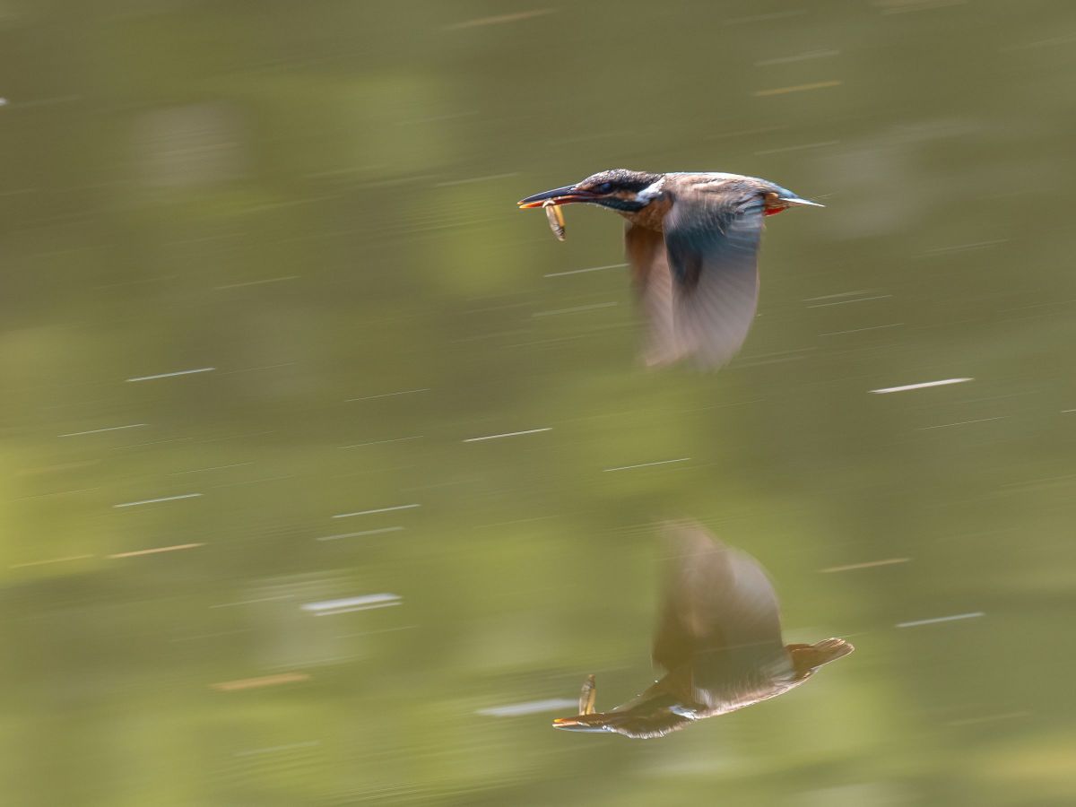 🐟咥えて | GANREF