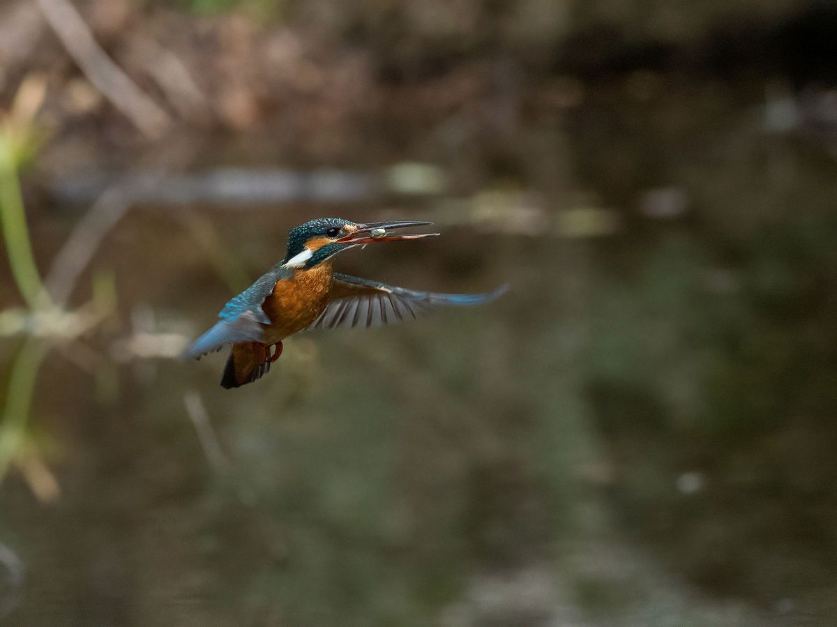 咥えホバ | GANREF