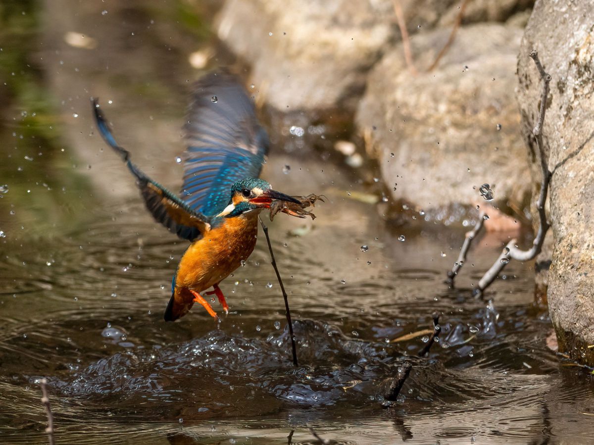 ザリガニ確保 | GANREF