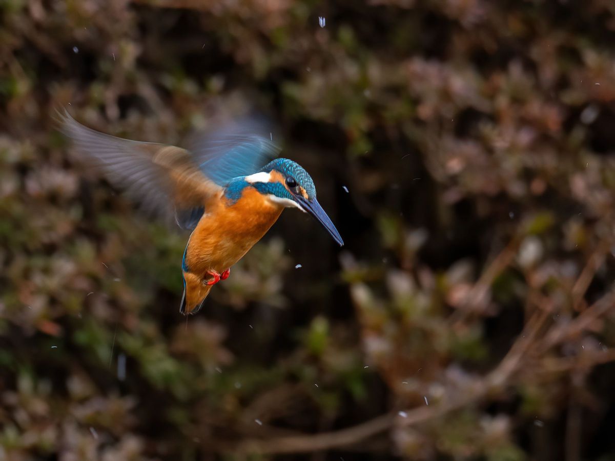 小雪と舞う | GANREF