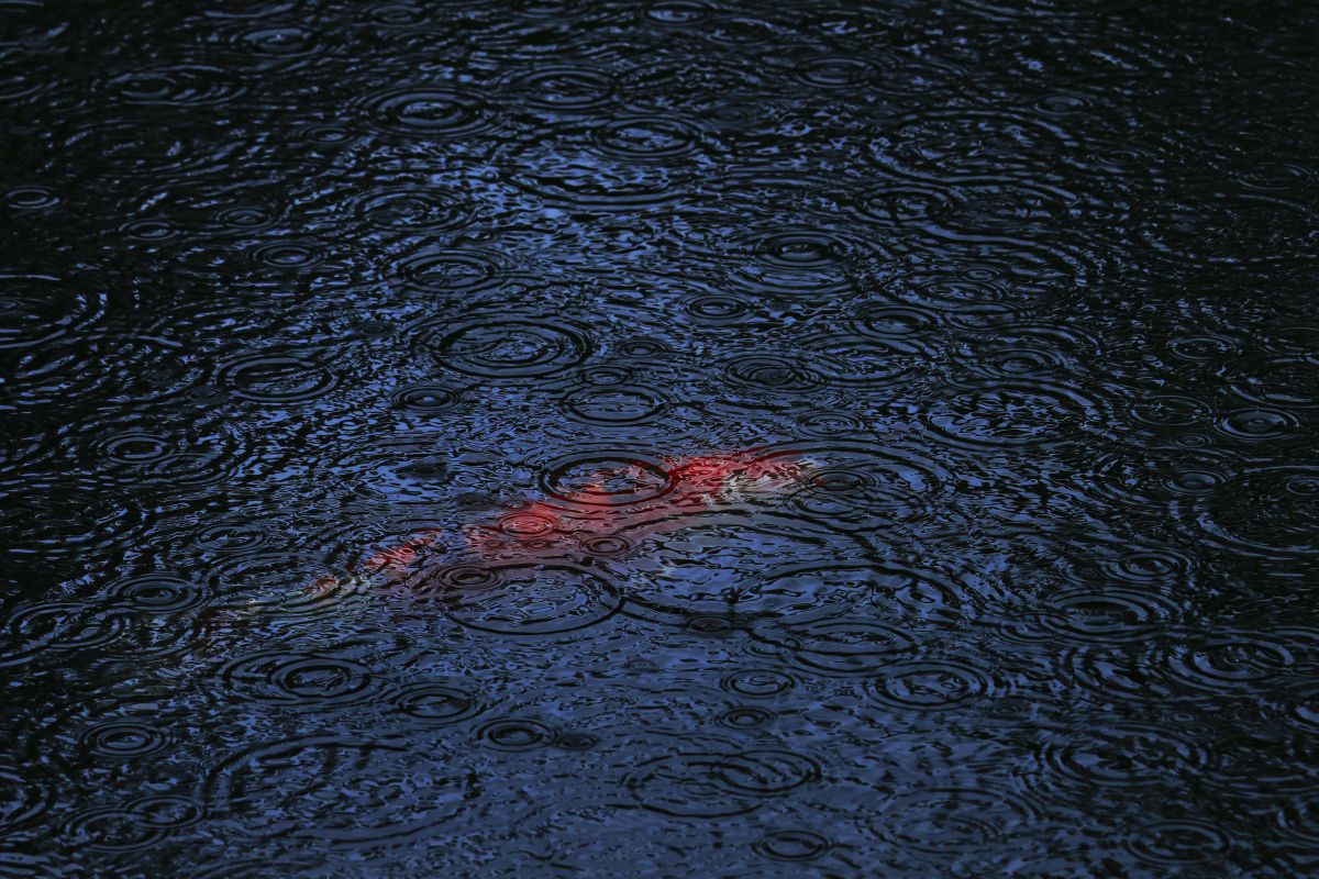 雨足の池に浮かぶ赤 | GANREF