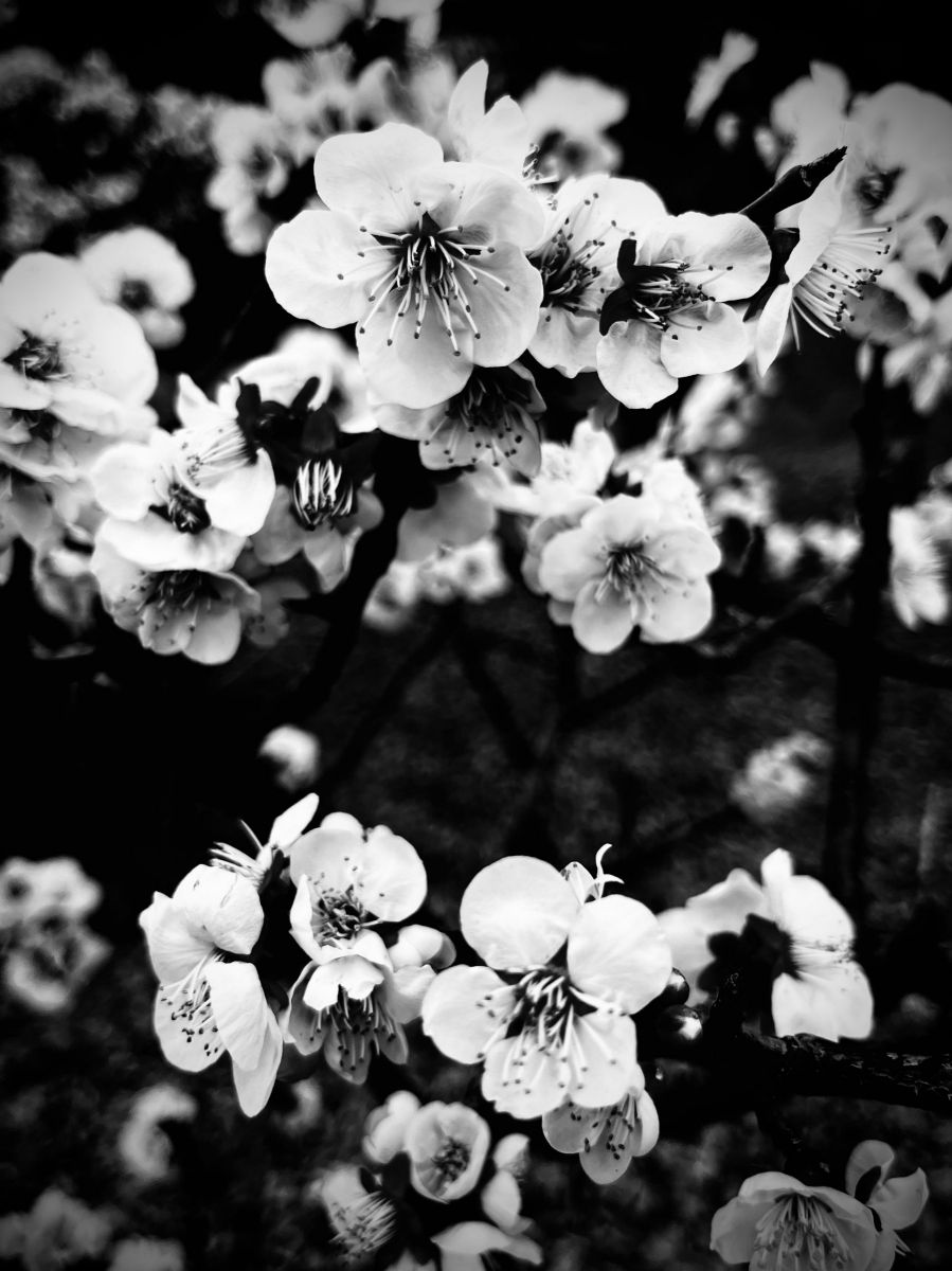 UME Monochrome | GANREF