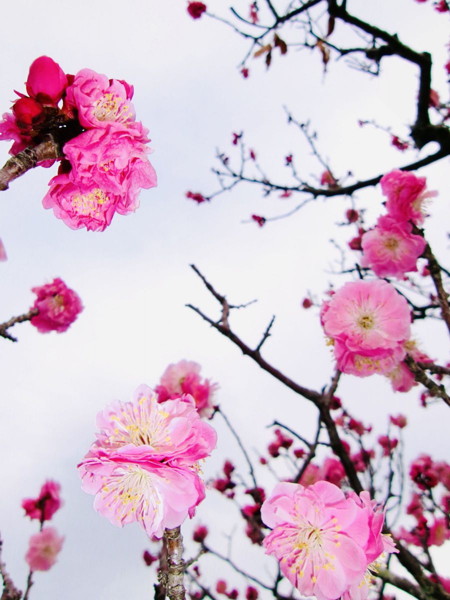 UME Elegant | GANREF