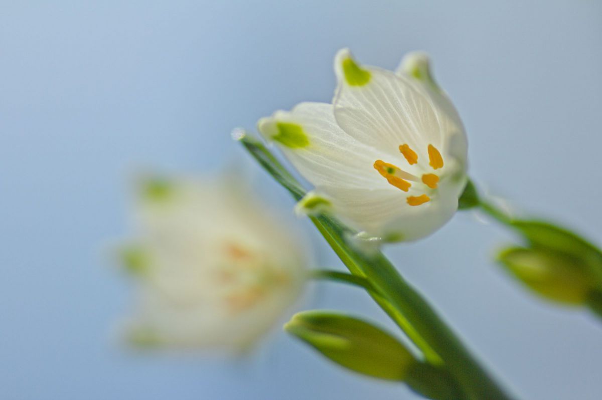 親指姫から見たスノーフレーク | GANREF