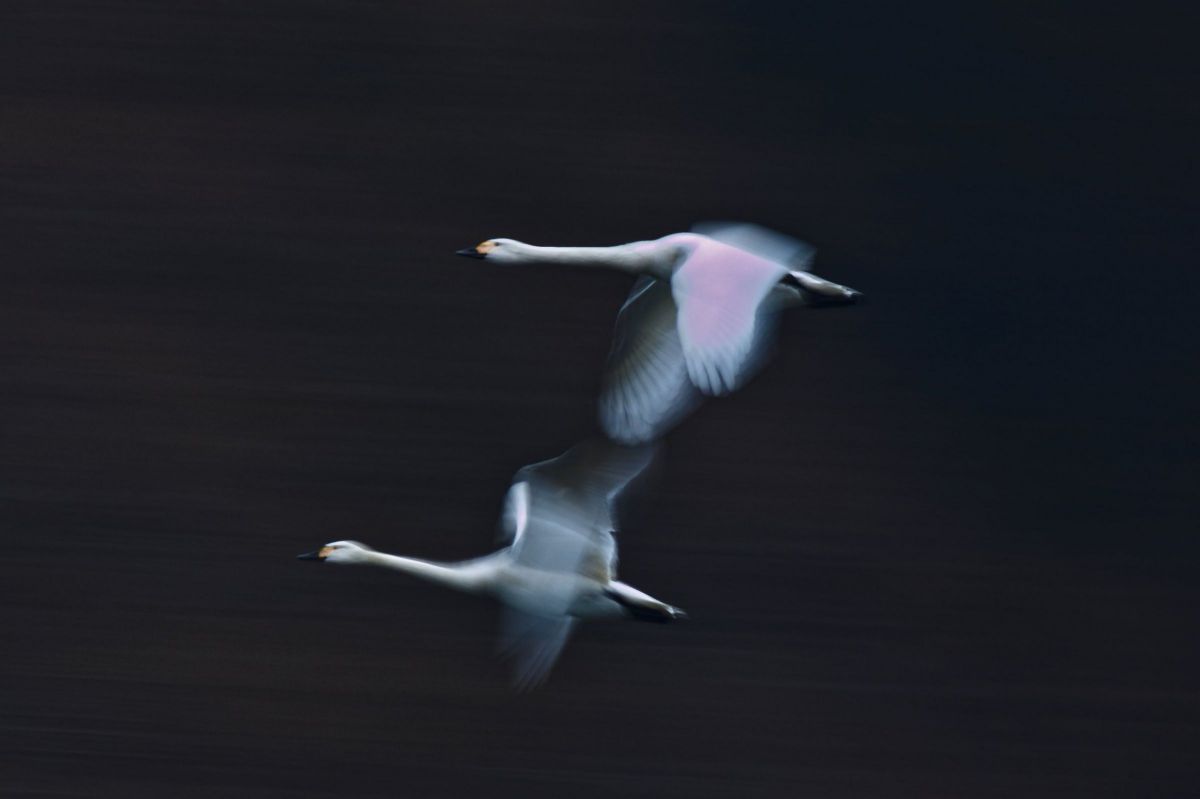 (2月撮影)SS1/15 | GANREF