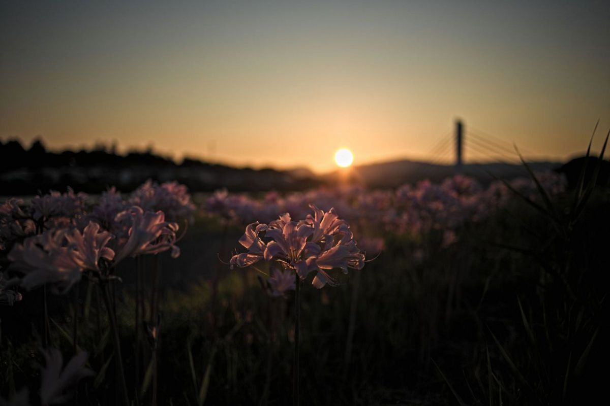 早朝、夏水仙（開放Ver.) | GANREF