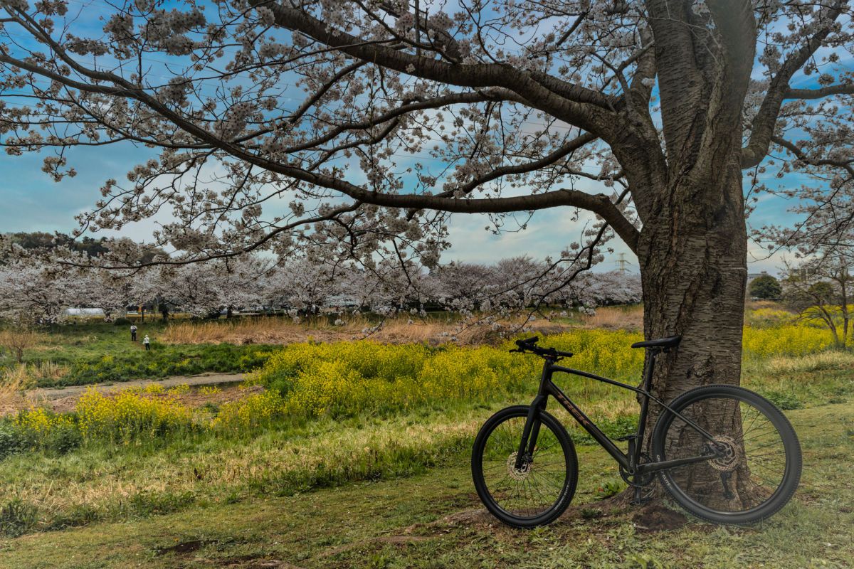とうちゃこ | GANREF